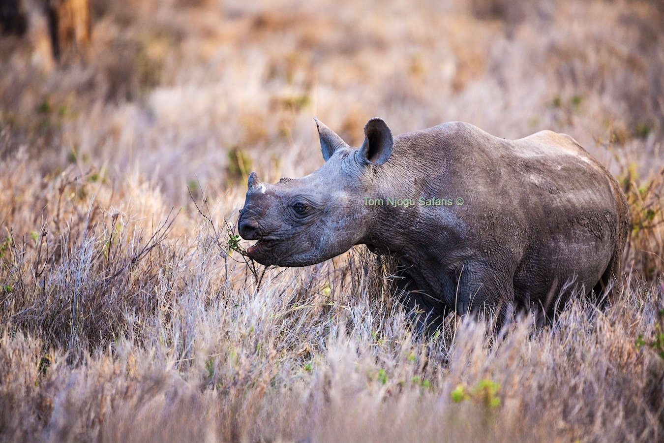 Tom Njogu Safaris
