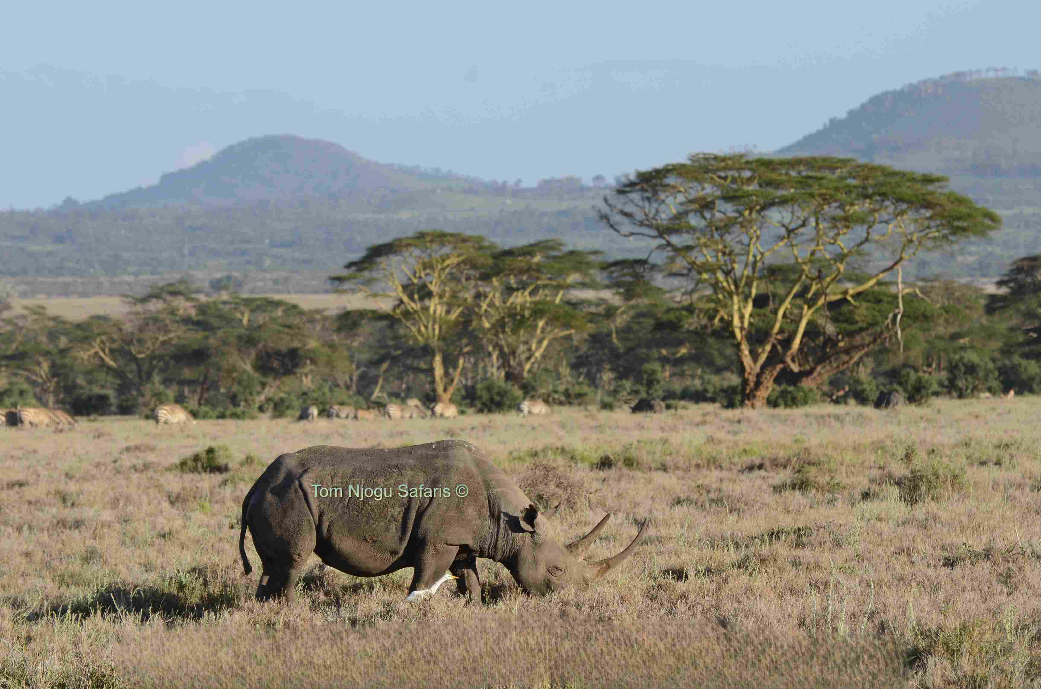 Tom Njogu Safaris